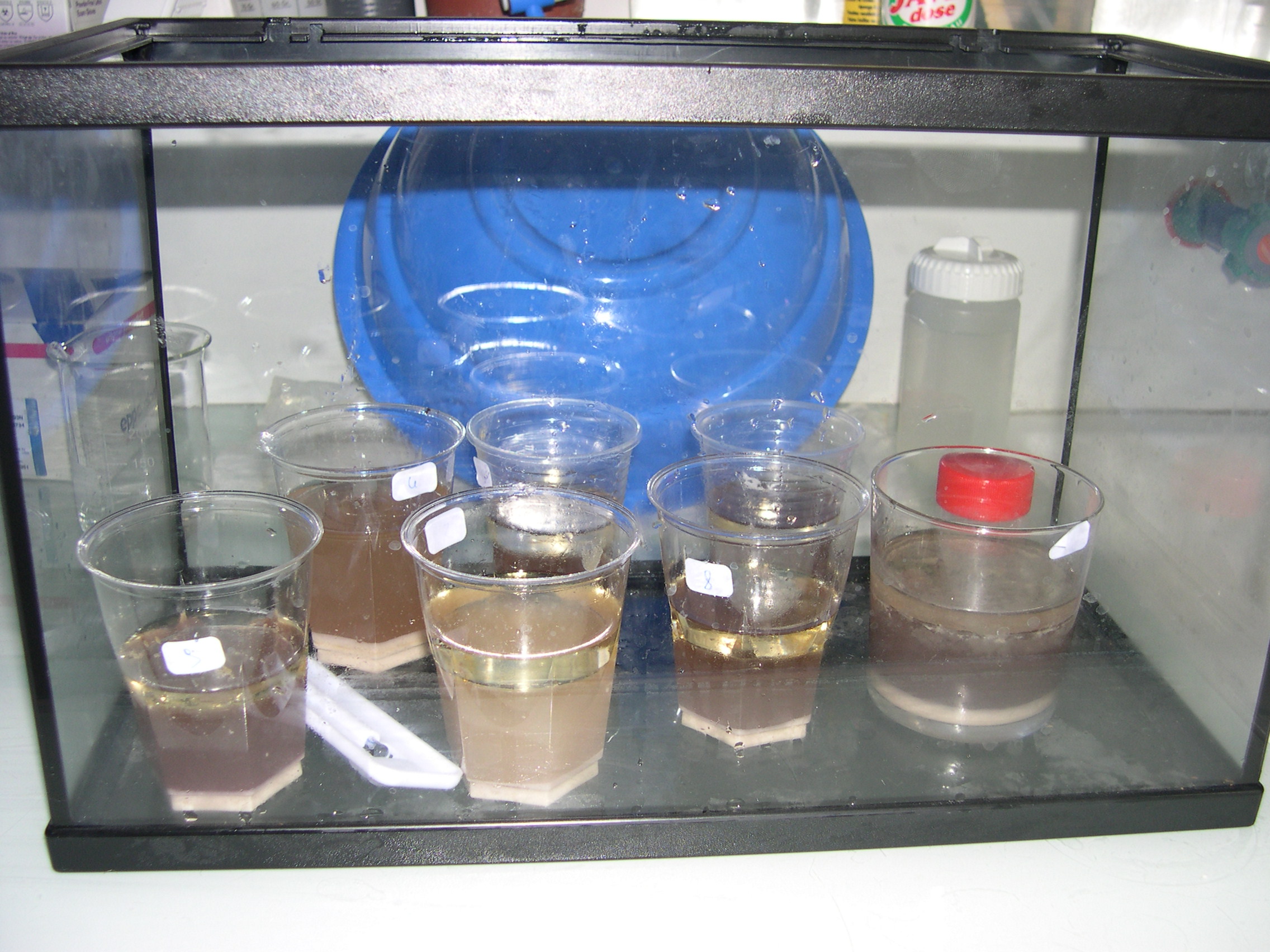 Experience de la soupe primitive